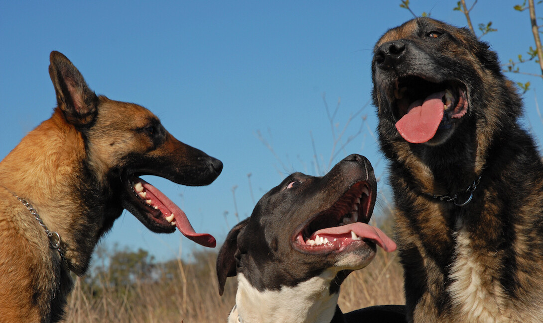 No, It's Not All in How They Are Raised... And It's Not All in Their ...